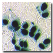 jetPEI hepatocyte - BNLCL2 cells - Polyplus
