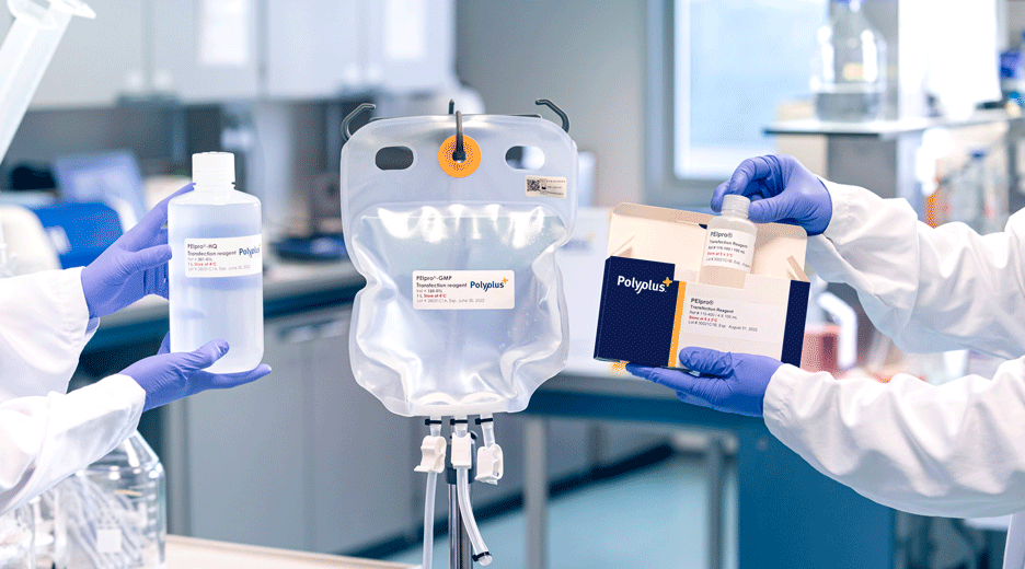 Optimization of AAV production for high-yielding and scalable GMP processes - Polyplus