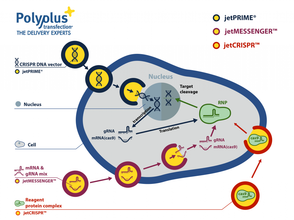 Polyplus-transfection - Product range for CRISPR experiments - Polyplus