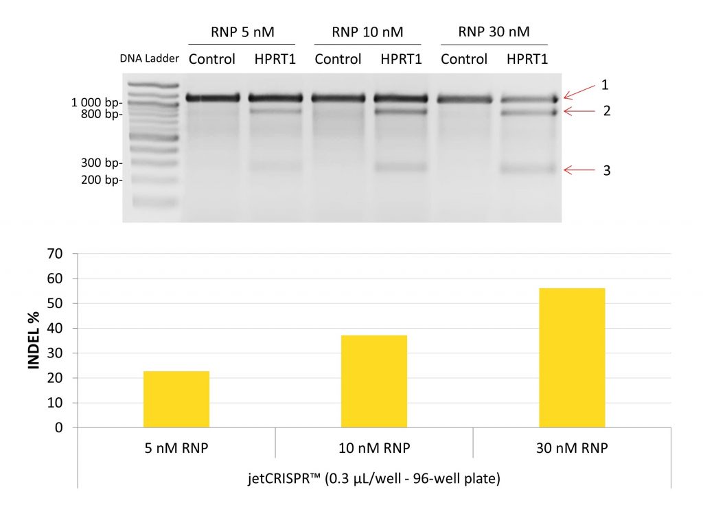 jetCRISPR - Genome editing efficiency - Polyplus