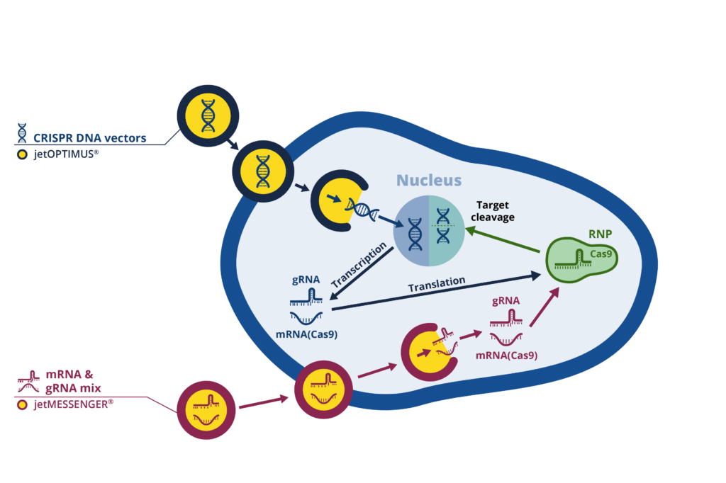 Cas9 and Cpf1 mediated genome editing using jetCRISPR®