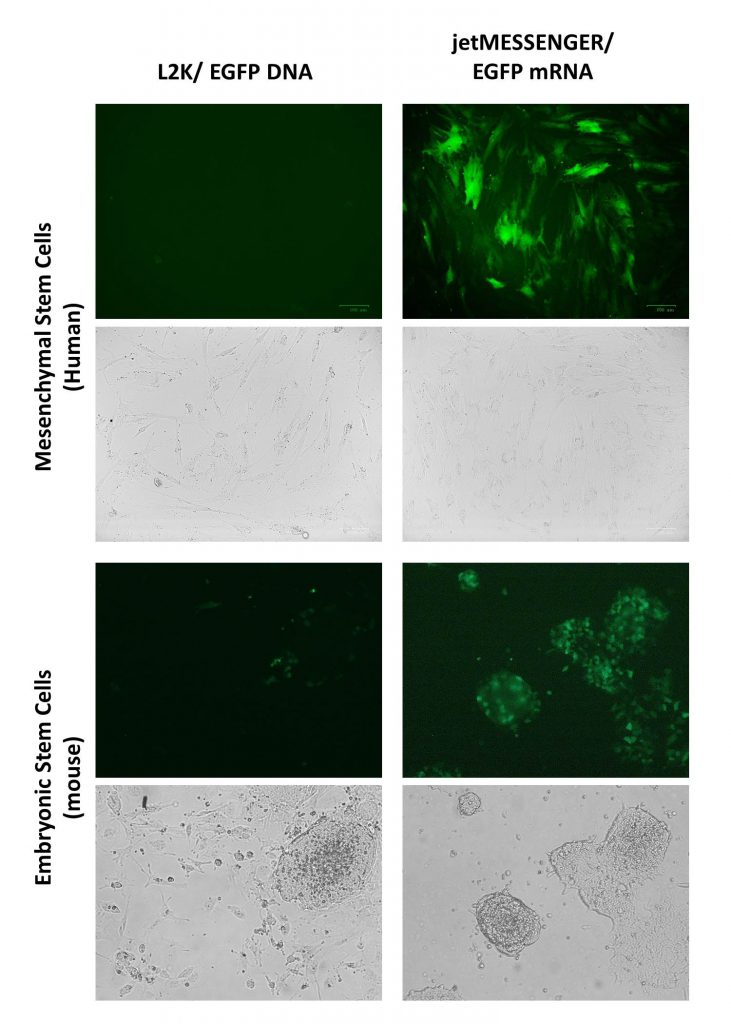 jetMESSENGER - Fig 2 - Polyplus