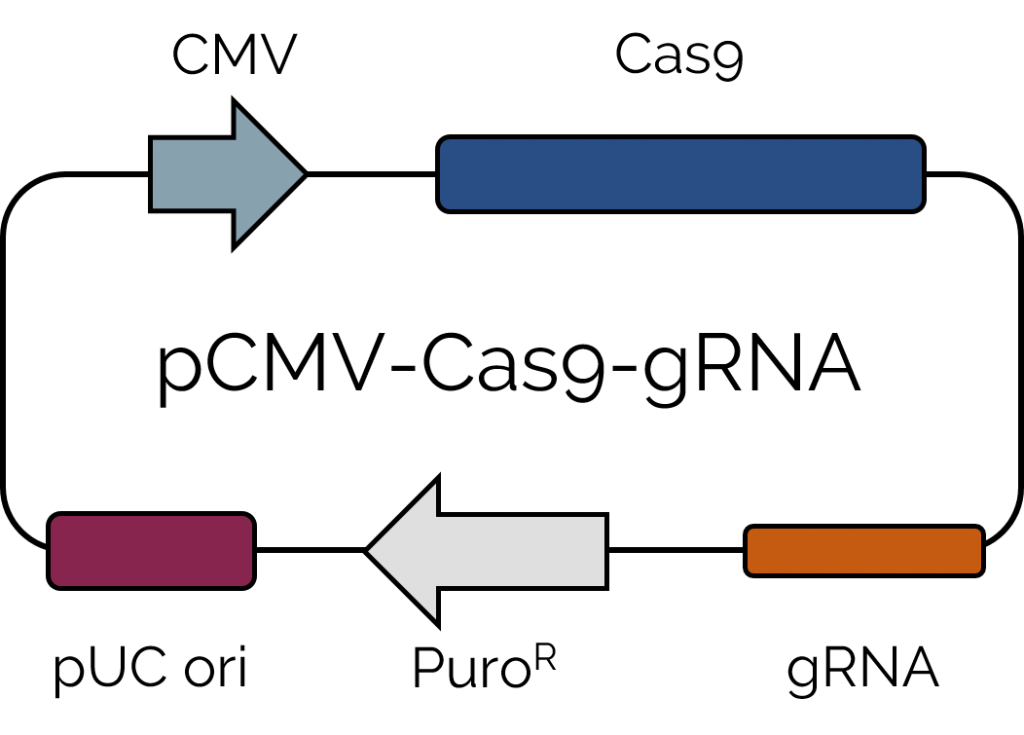 Use the CRISPR/Cas9 system with jetPRIME® - Polyplus