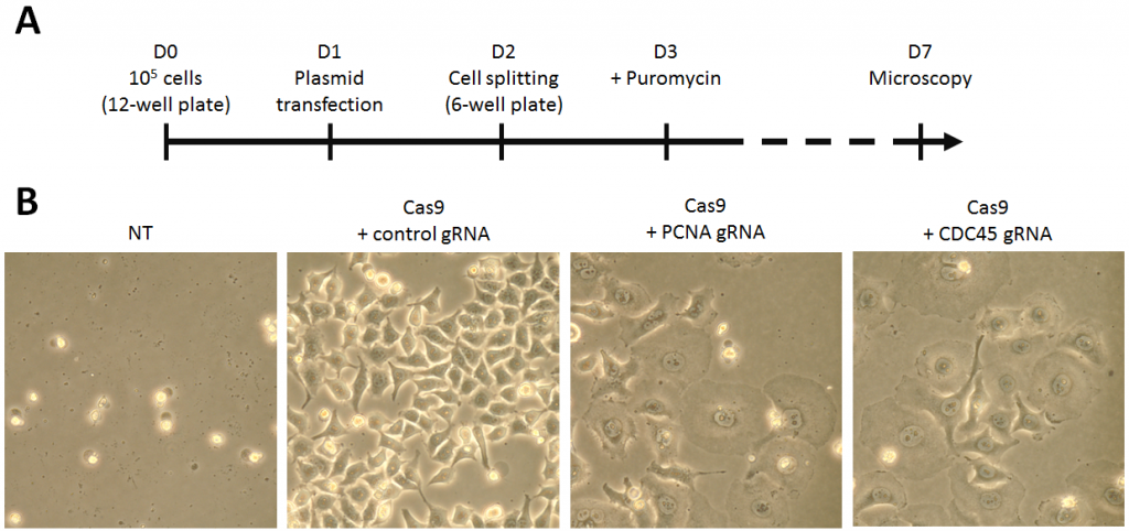 Use the CRISPR/Cas9 system with jetPRIME® - Polyplus