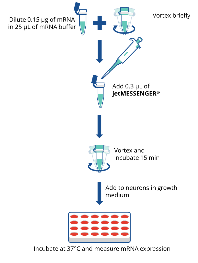 Efficient Gene Delivery to Neuronal Cells with jetMESSENGER®