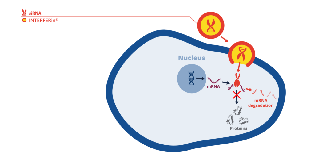 Transfection solutions for highly reliable and effective gene silencing with siRNA and co ...