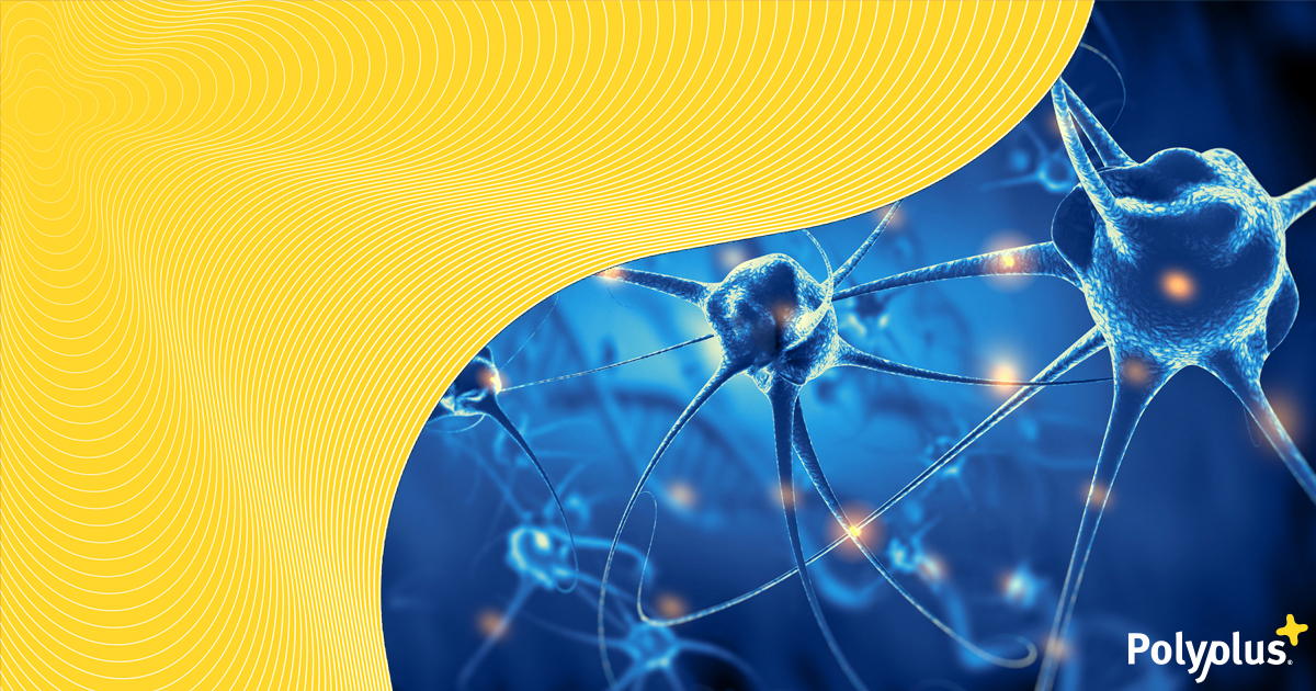 Improved transfection efficiency of neural cells using jetOPTIMUS® and jetMESSENGER® - Polyplus