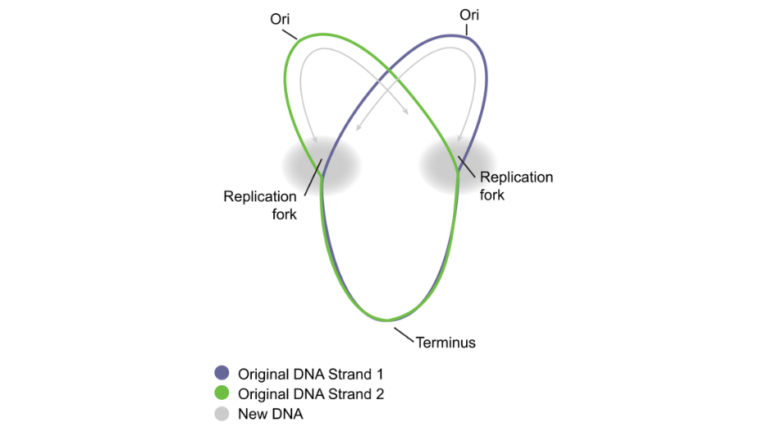 Origin Of Replication In Plasmids