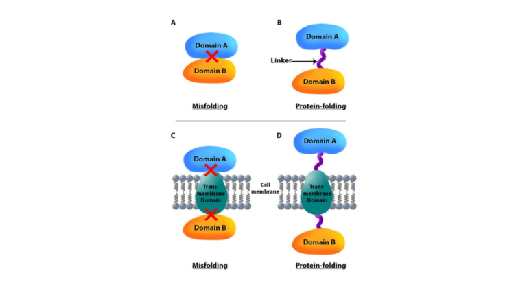 Peptide Linkers in Protein Engineering