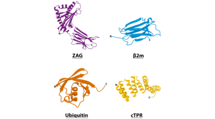 Peptide Linkers in Protein Engineering