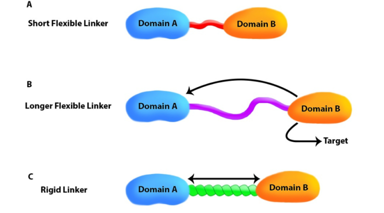 Peptide Linkers in Protein Engineering