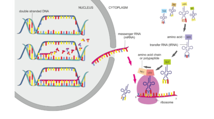 Protein Translation - Polyplus