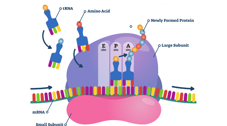Protein Translation - Polyplus