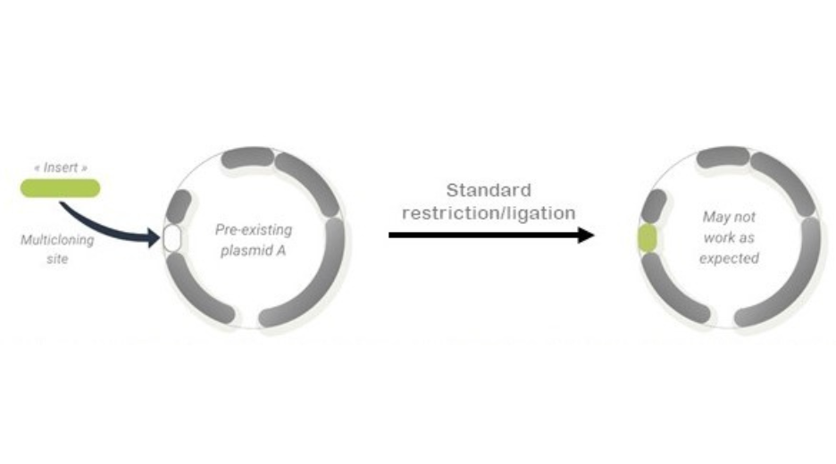 Restriction enzymes and molecular cloning