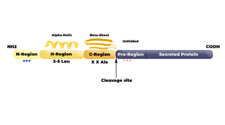 Signal Peptide : Optimize Protein Expression
