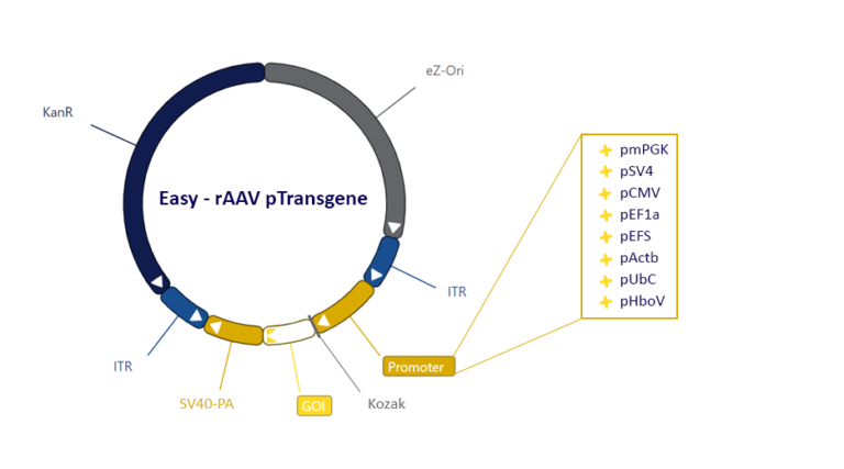 Easy - rAAV pTransgene Plasmid