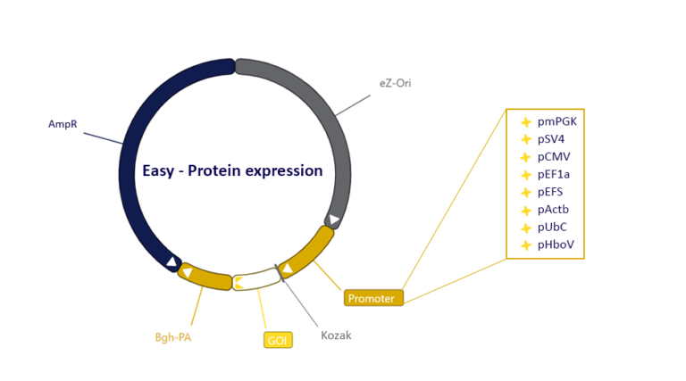 Easy Protein Expression Plasmid