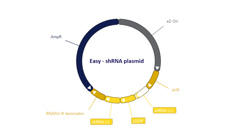 Easy - shRNA Plasmid