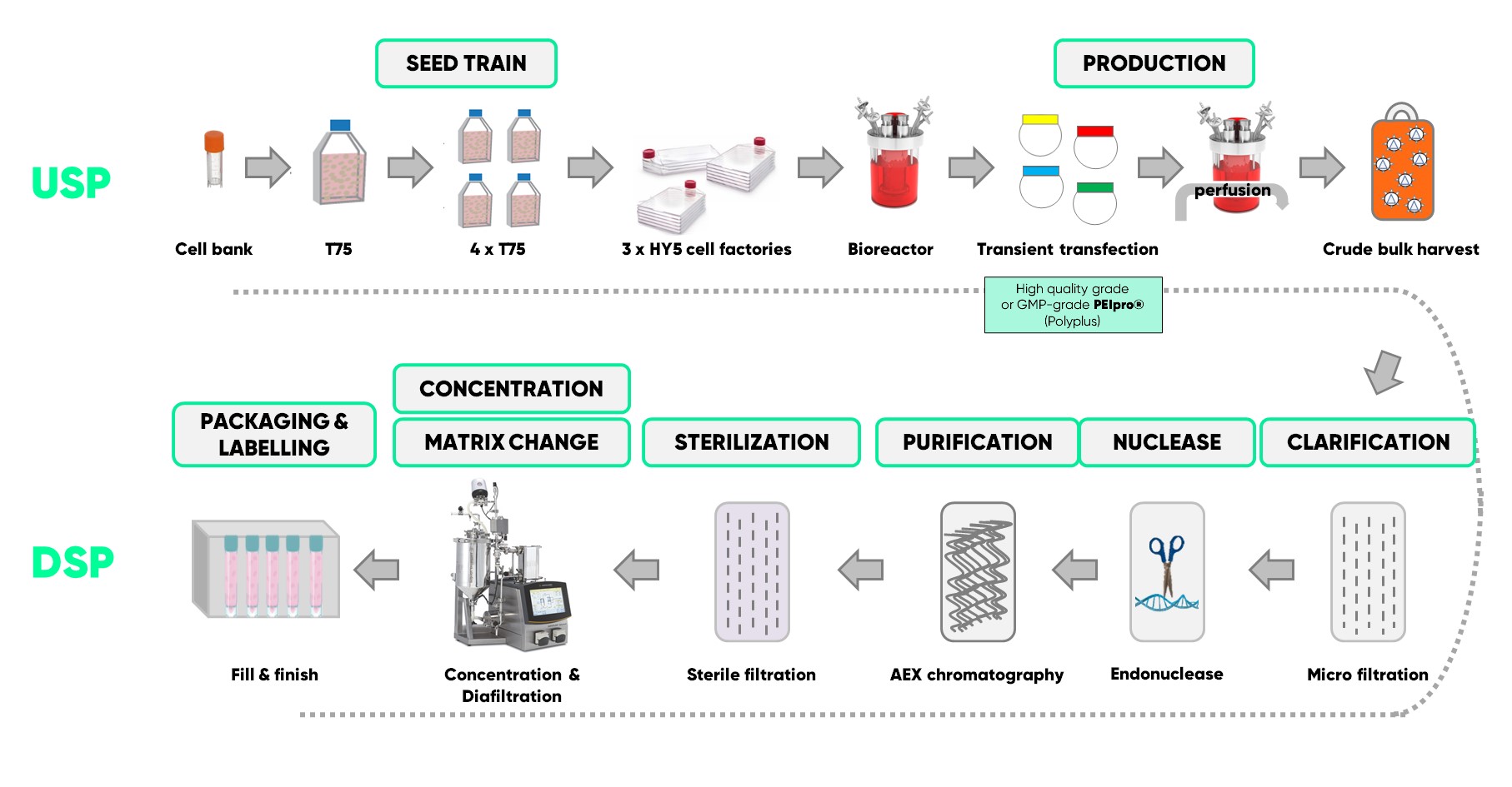 Accelerating Lentiviral Vector Manufacturing with Well-aligned Plasmid and Vector Manufacturing ...