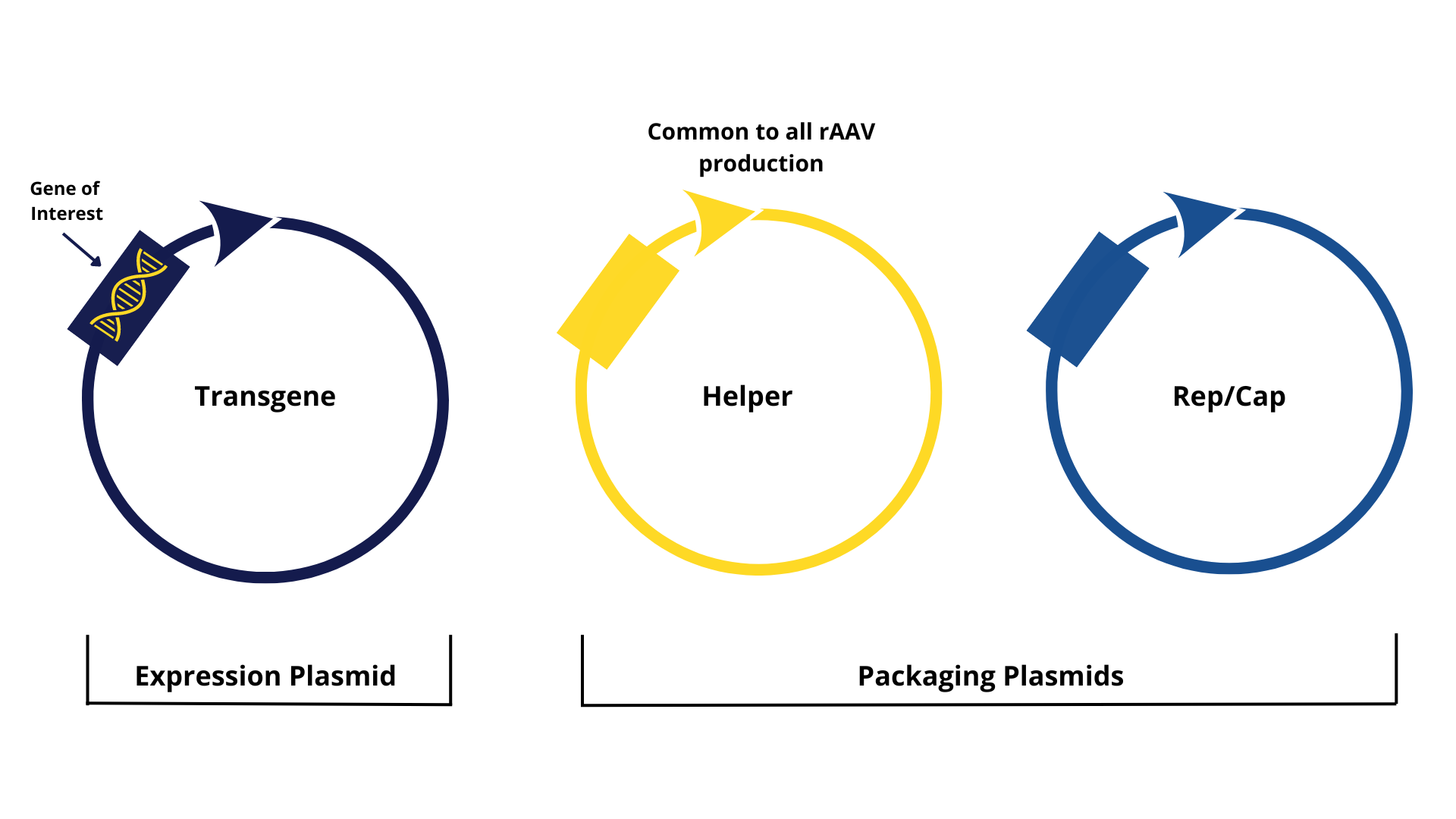 Optimizing Plasmid Ratios to Enhance rAAV Production