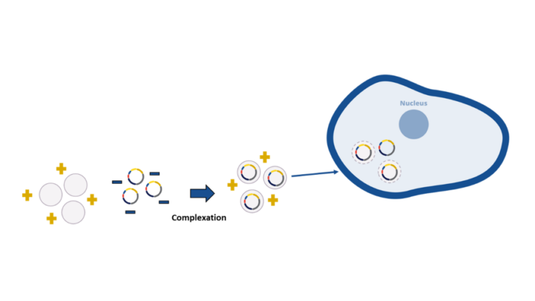 Optimizing Plasmid Ratios to Enhance rAAV Production
