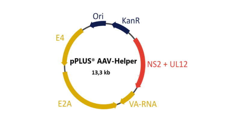Optimizing Plasmid Ratios to Enhance rAAV Production